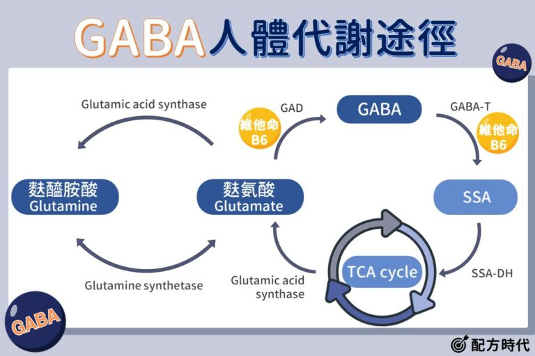 GABA是什麼？GABA副作用有哪些？自律神經失調吃GABA有效嗎？ - 配方時代